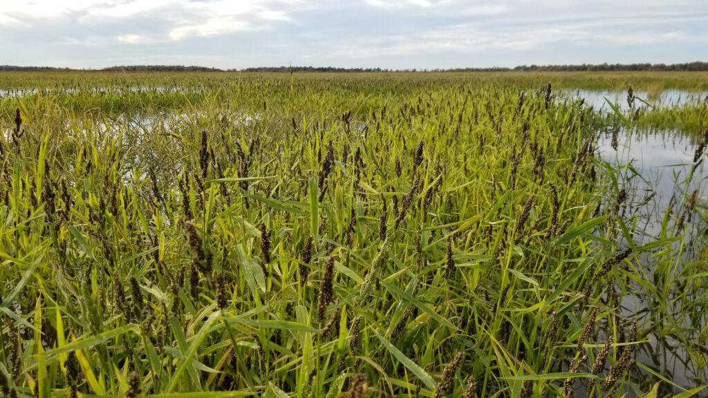 Photo Gallery – Ducks Everywhere Hunt Club